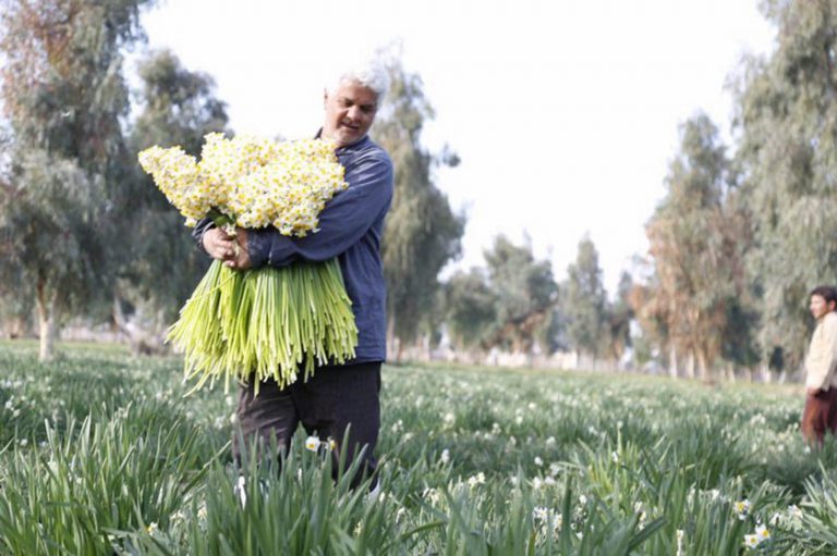 نرگس زار بهبهان - مجله مِستر بلیط